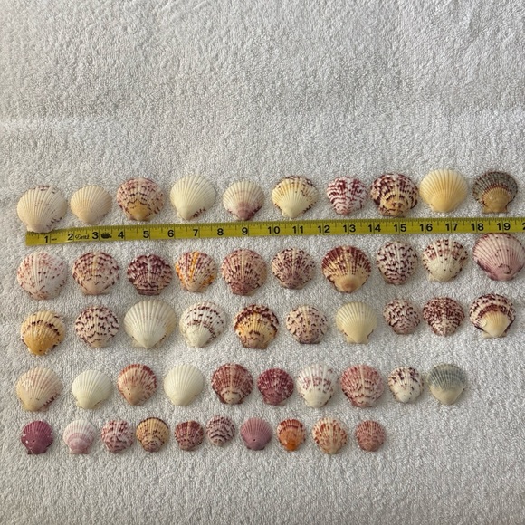 sea shells | Other | 5 Sanibel Island Scallop Shells Assorted Seashell Collection | Poshmark